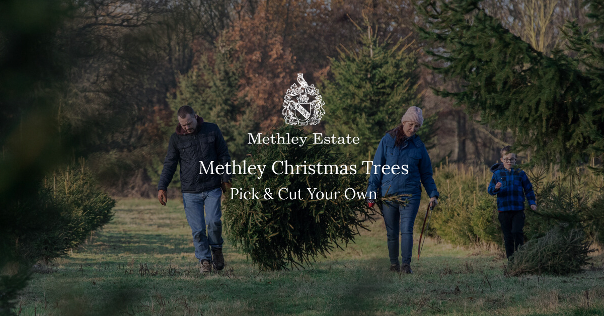 Methley Estate Christmas Tree Farm
